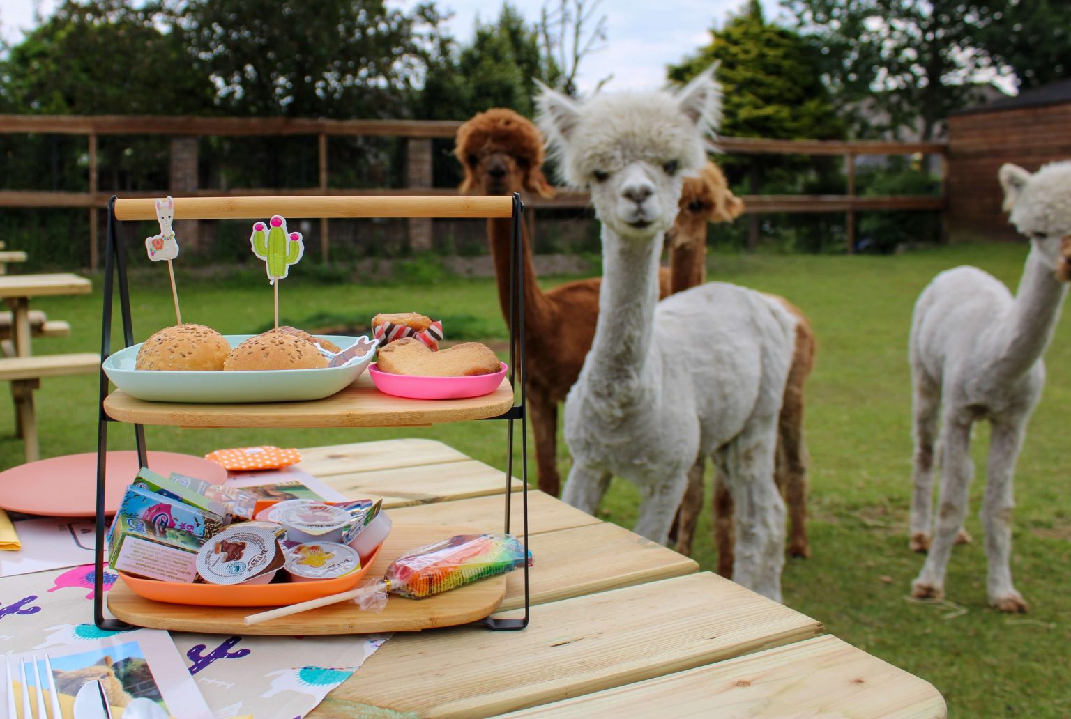 Activiteiten | Alpaca high tea | Alpaca dagbesteding
