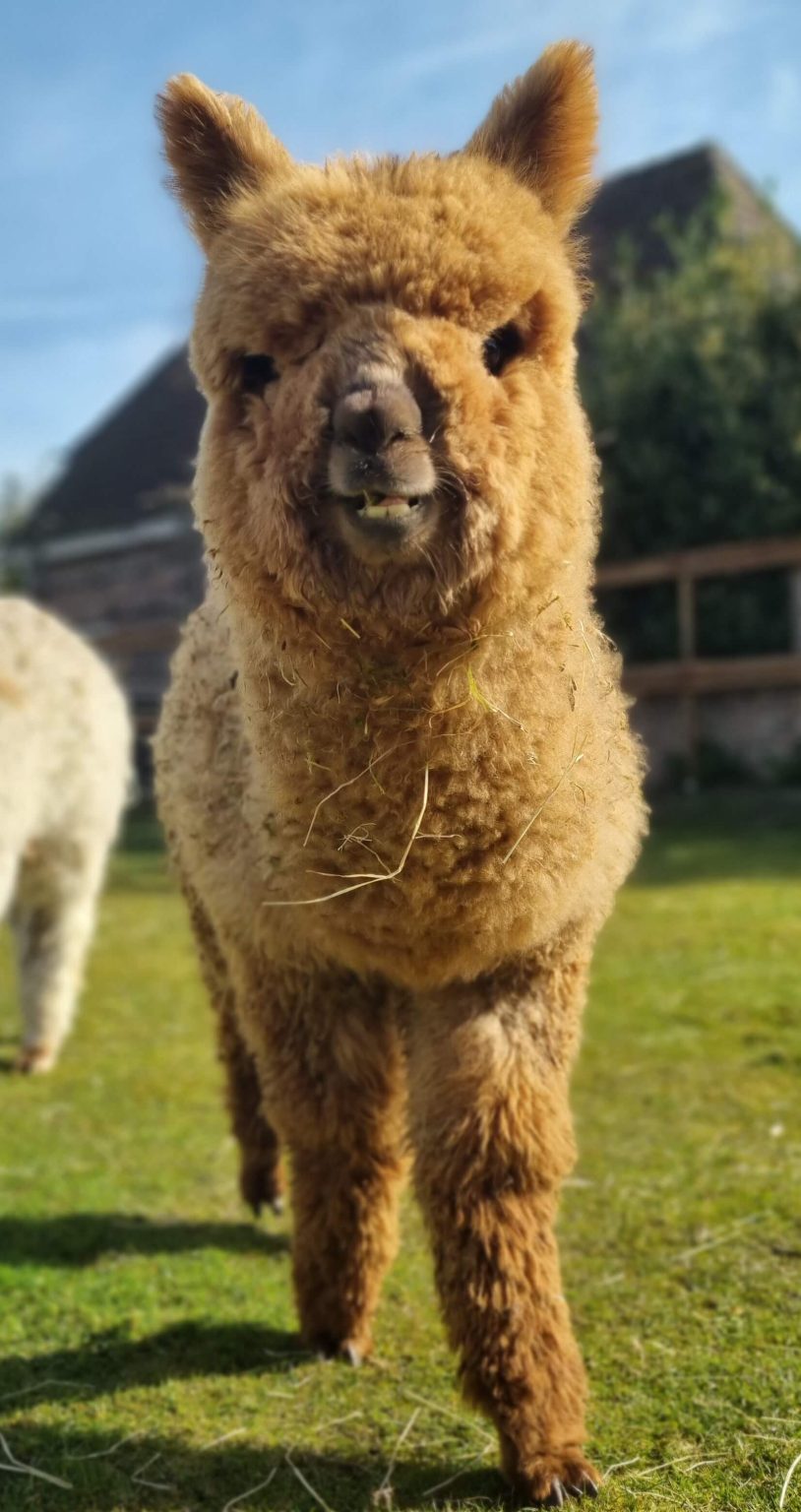 Activiteiten | Alpaca high tea | Alpaca dagbesteding