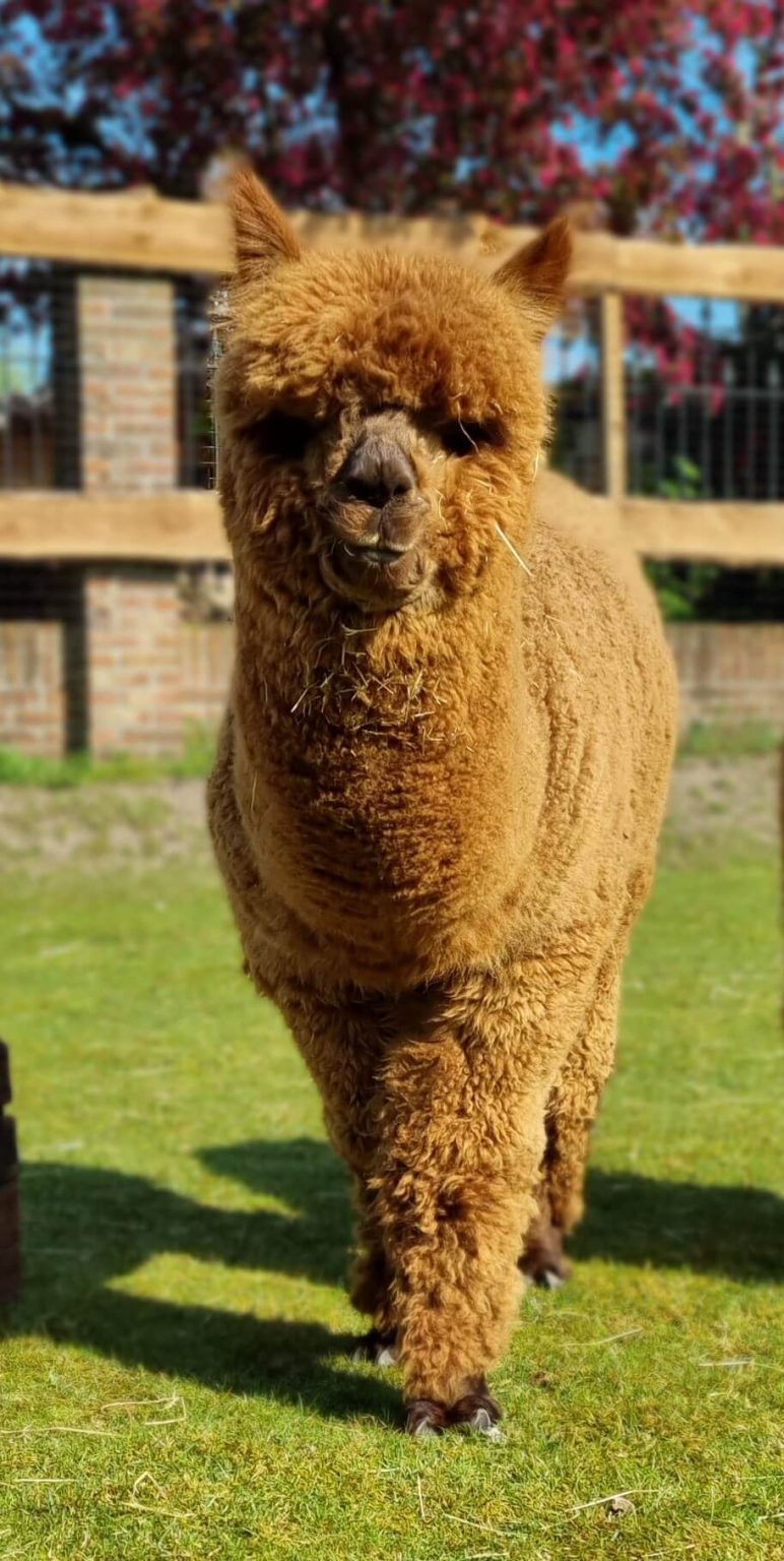 Activiteiten | Alpaca high tea | Alpaca dagbesteding