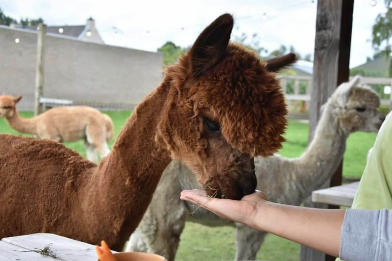 De alpaca boerderij voor een heerlijke high tea tussen de alpaca's!